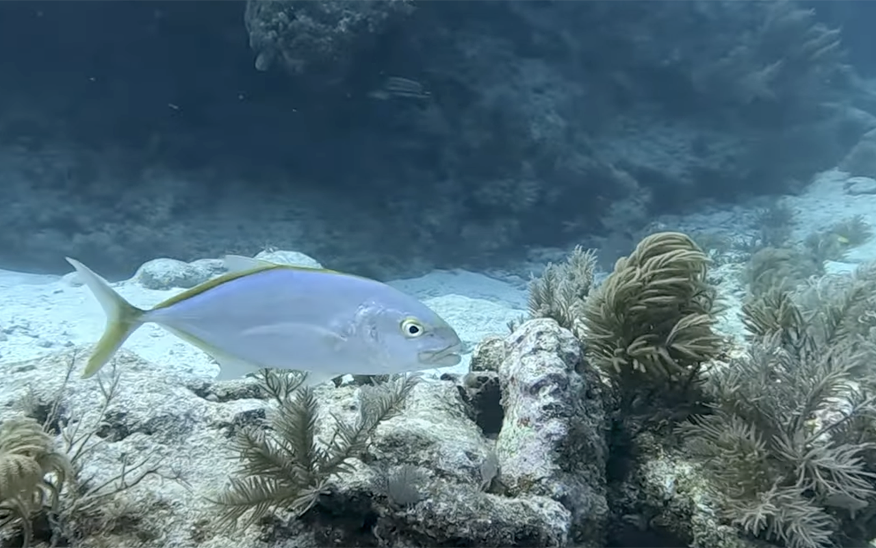 Discover Uncrowded Dive Sites in Key West This Spring