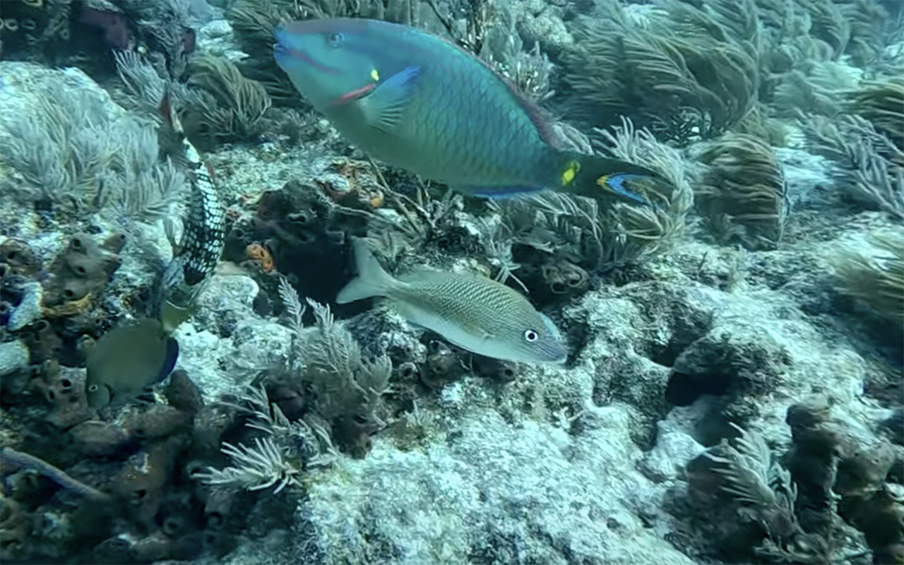 Understand Key West Diving Rules for Marine Protected Areas